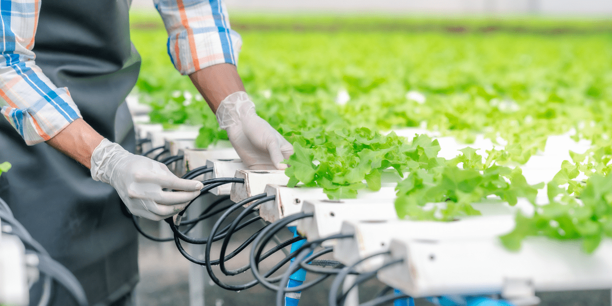 Exploring Hydroponics’ Pros and Cons • Hydronov Exploring Hydroponics’ Pros and Cons • Hydronov